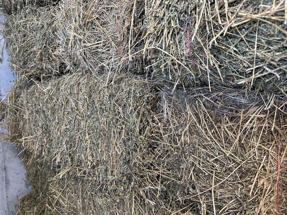 Boarding – Black Clover Ranch